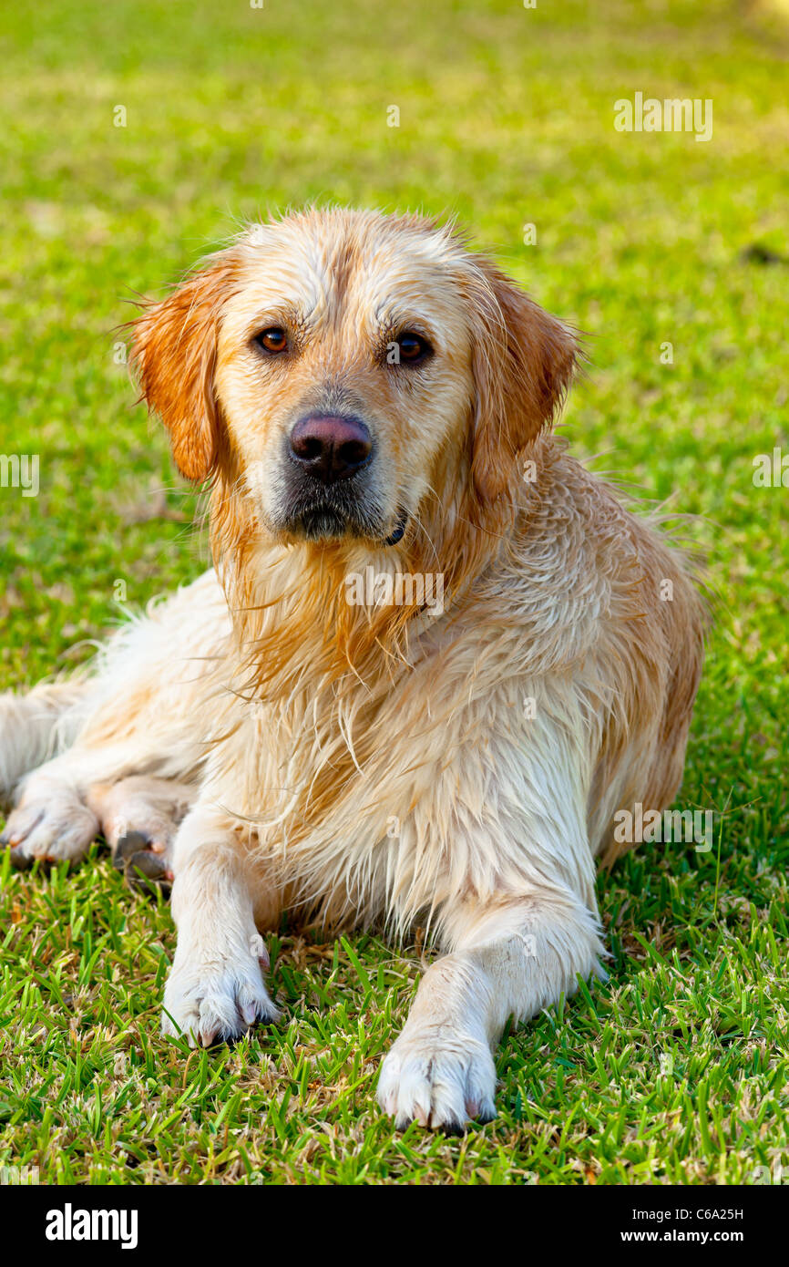 Pedigree race hi-res stock photography and images - Alamy