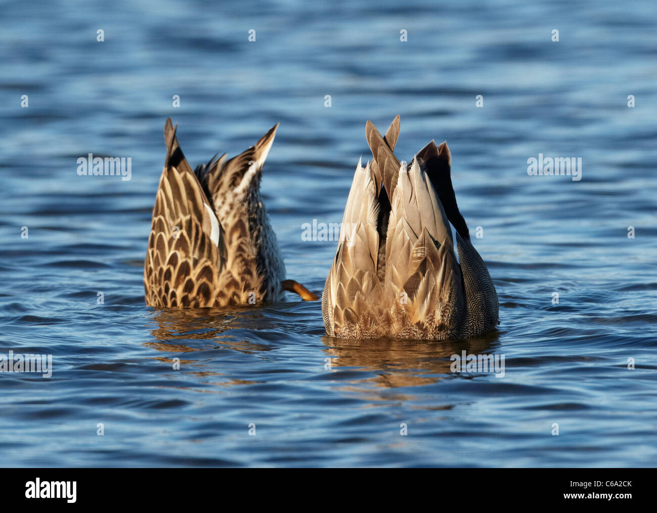 Gadwall (Anas strepera), pair up-ending Stock Photo - Alamy