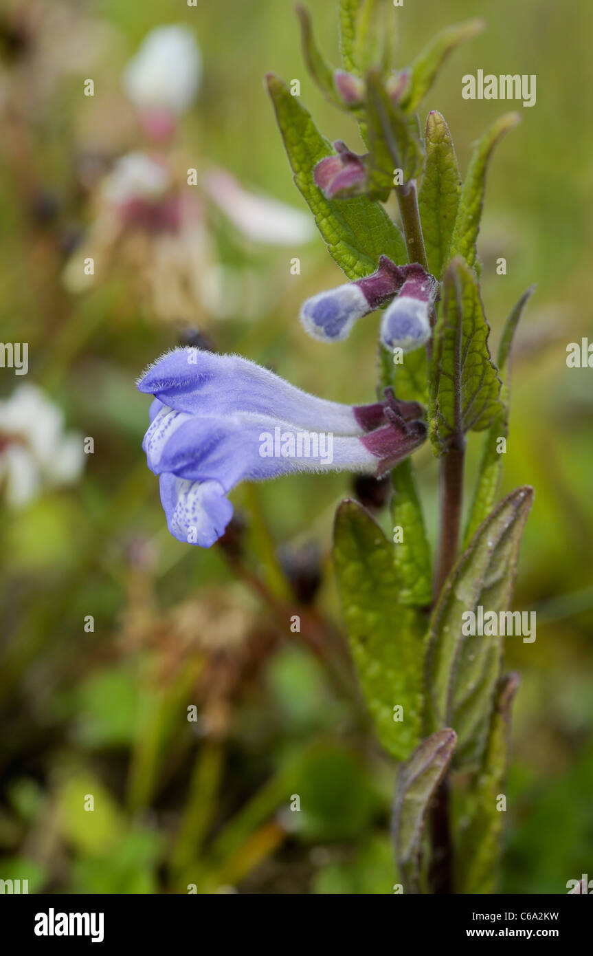 Skullcap hi-res stock photography and images - Alamy