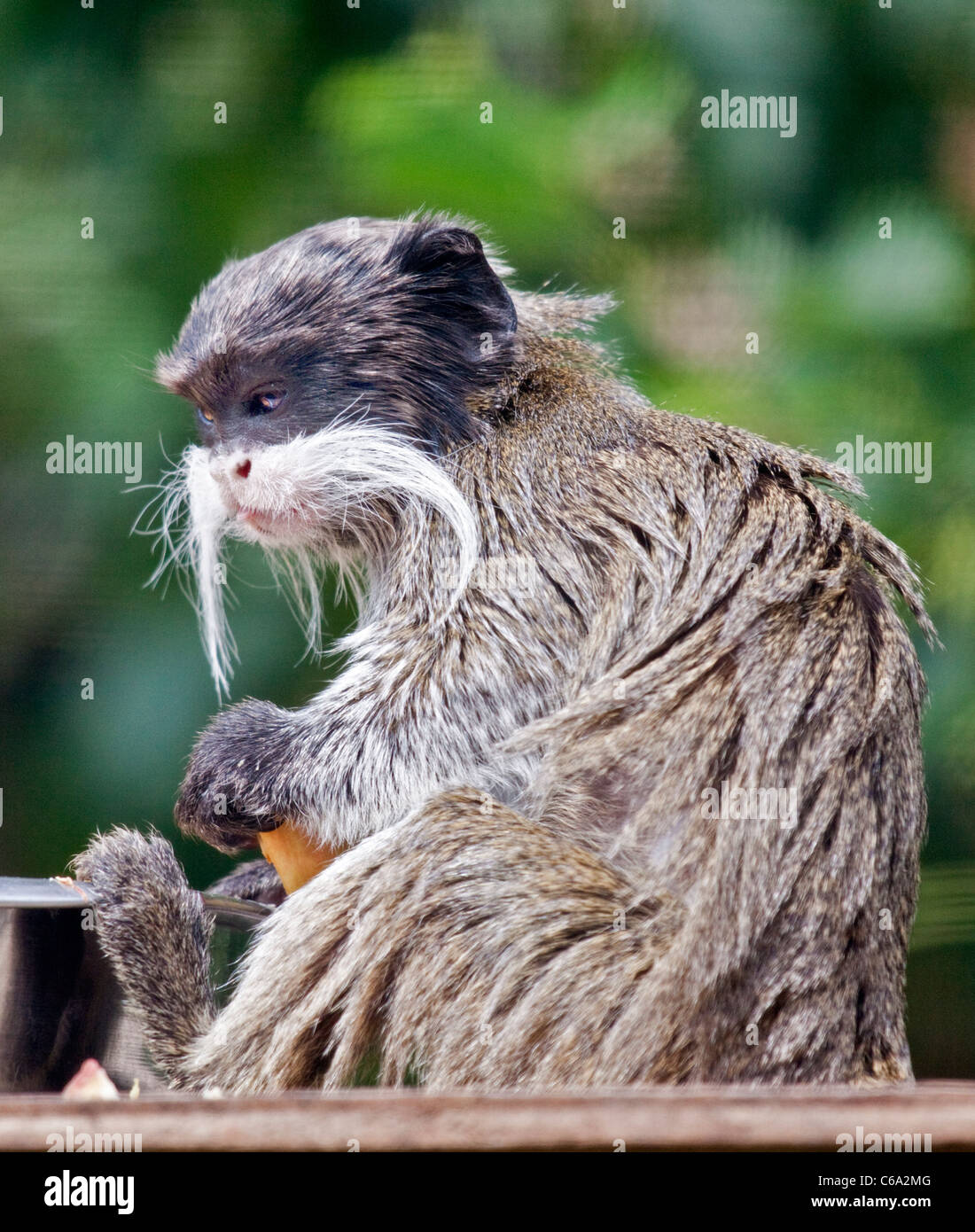 Saguinus imperator eating hi-res stock photography and images - Alamy
