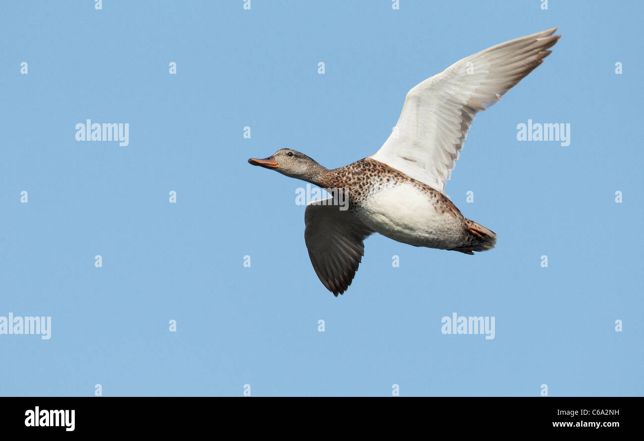 Gadwall (Anas strepera), female in flight Stock Photo - Alamy