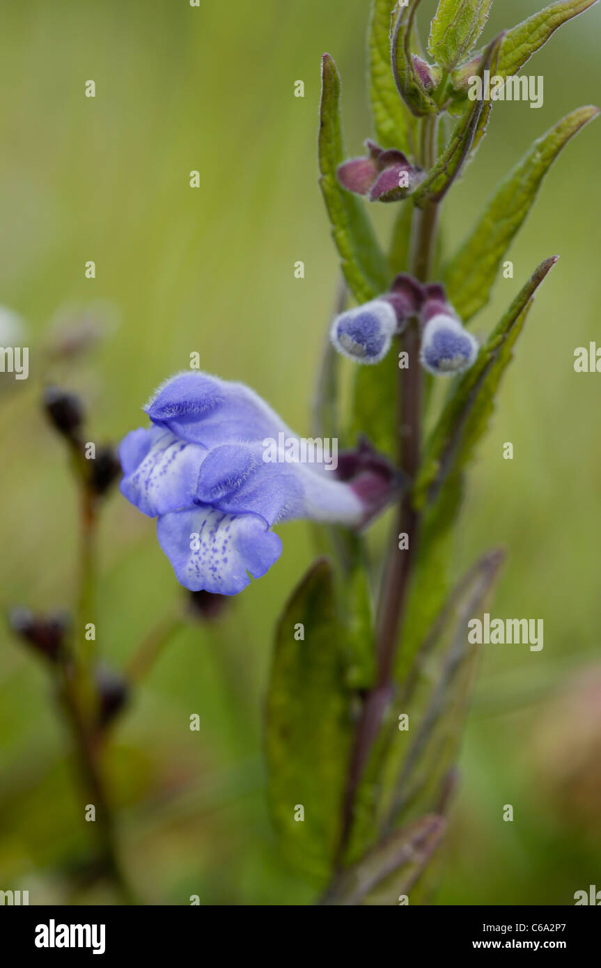 The skullcap scutellaria galericulata hi-res stock photography and ...