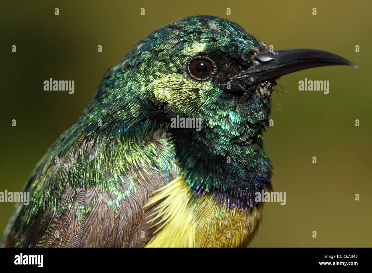Collared Sunbird, Hedydipna collaris, Ethiopia Stock Photo - Alamy