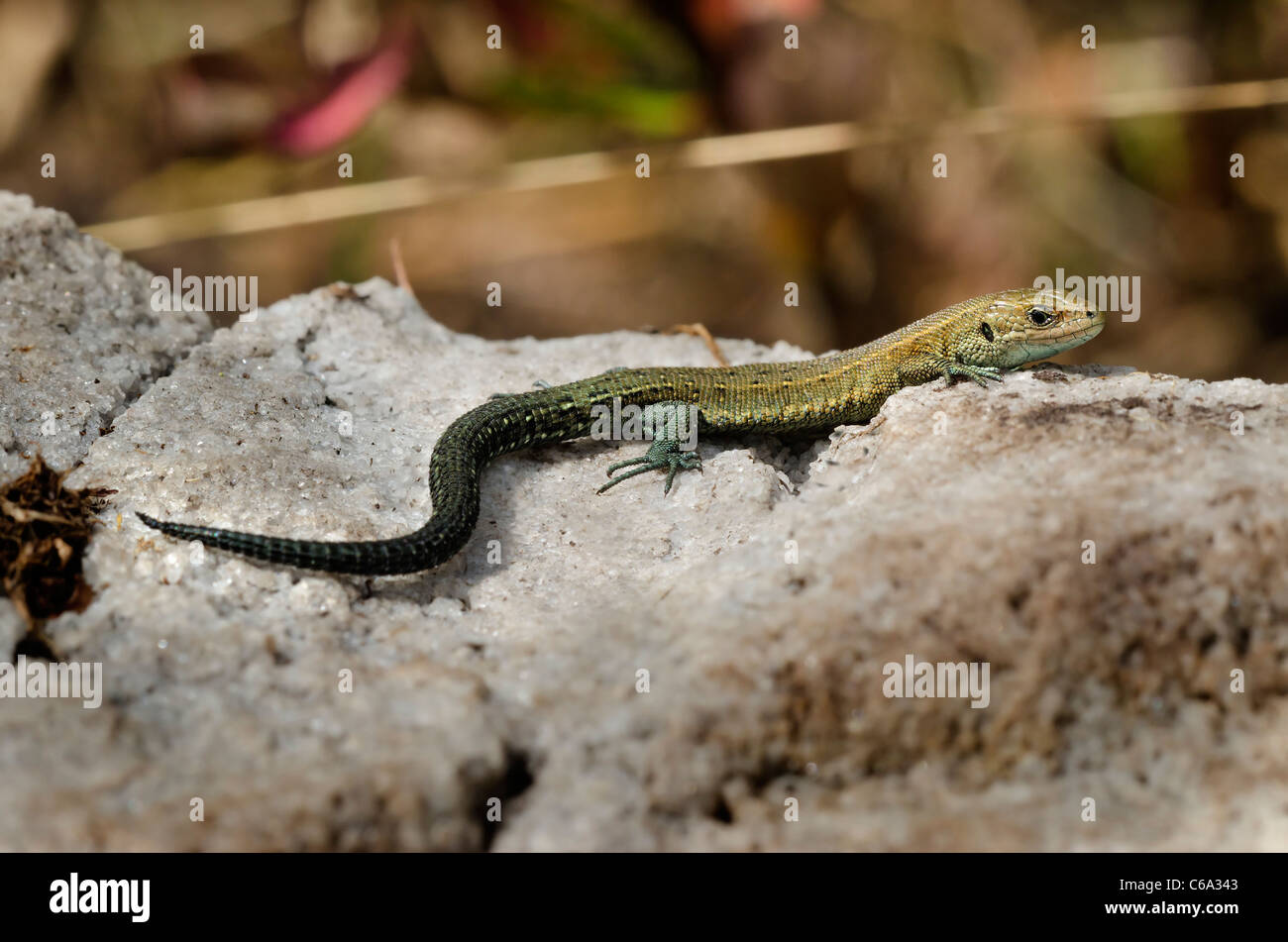 Common lizard hi-res stock photography and images - Alamy