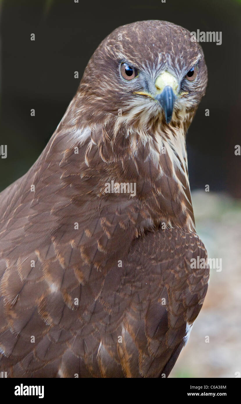European or Common Buzzard (Buteo buteo Stock Photo - Alamy