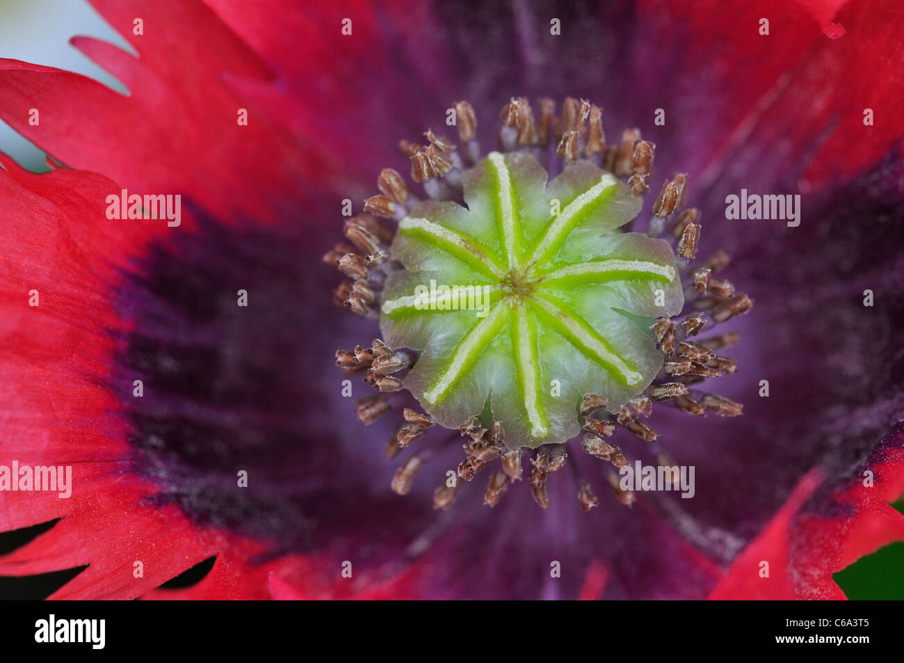 The centre of a red poppy UK Stock Photo - Alamy