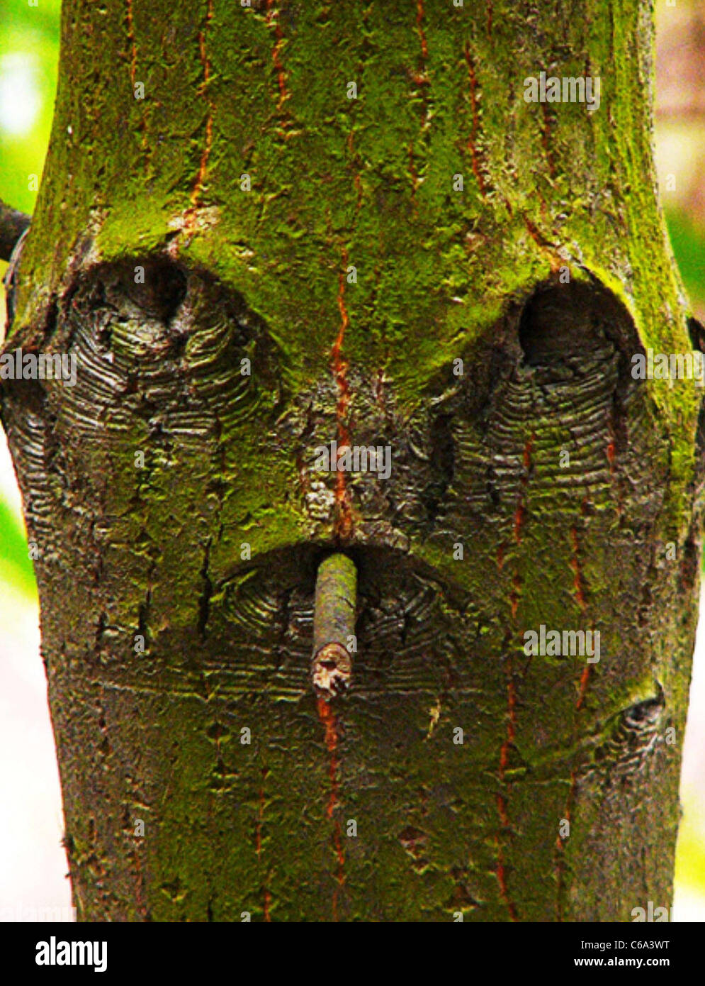 Face in a tree Talk about an unusual growth - this tree bark appears to ...
