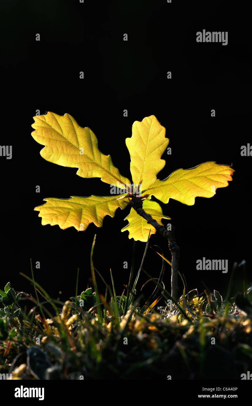 Oak sapling hi-res stock photography and images - Alamy