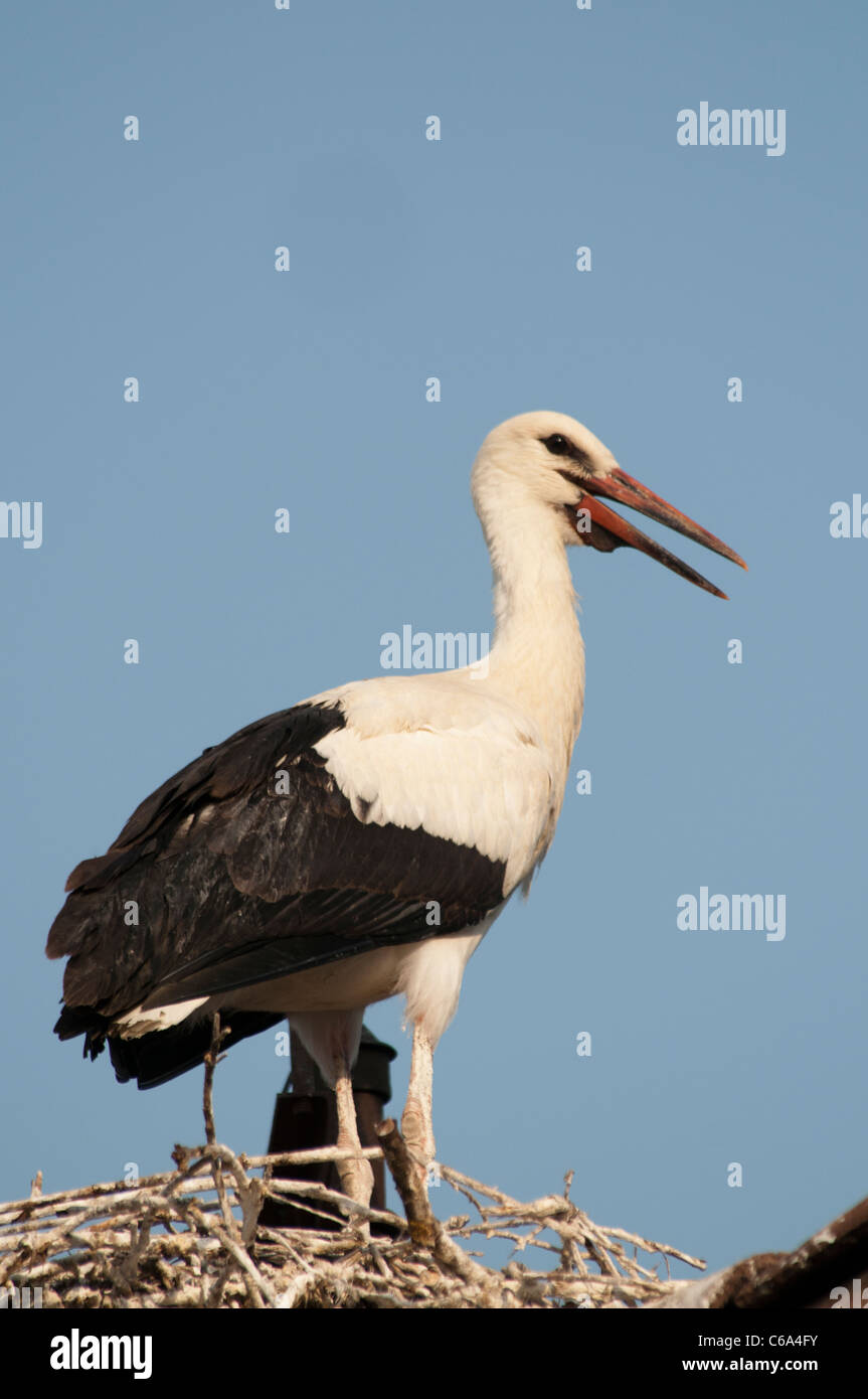 Waiting stork hi-res stock photography and images - Alamy
