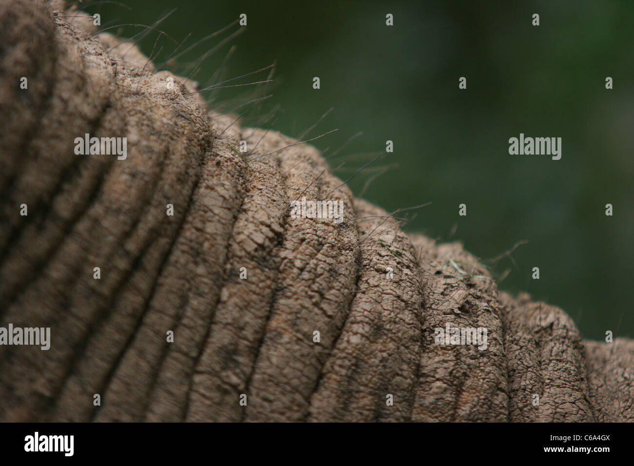 Asian elephant trunk at Whipsnade Zoo Stock Photo - Alamy