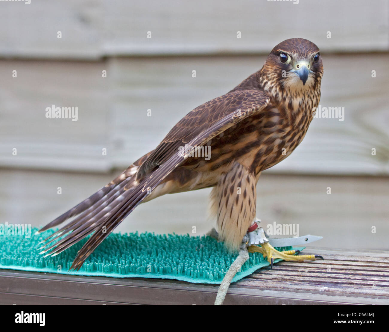 Peregrine-Merlin Crossbred (falco peregrinus/falco columbarius Stock ...