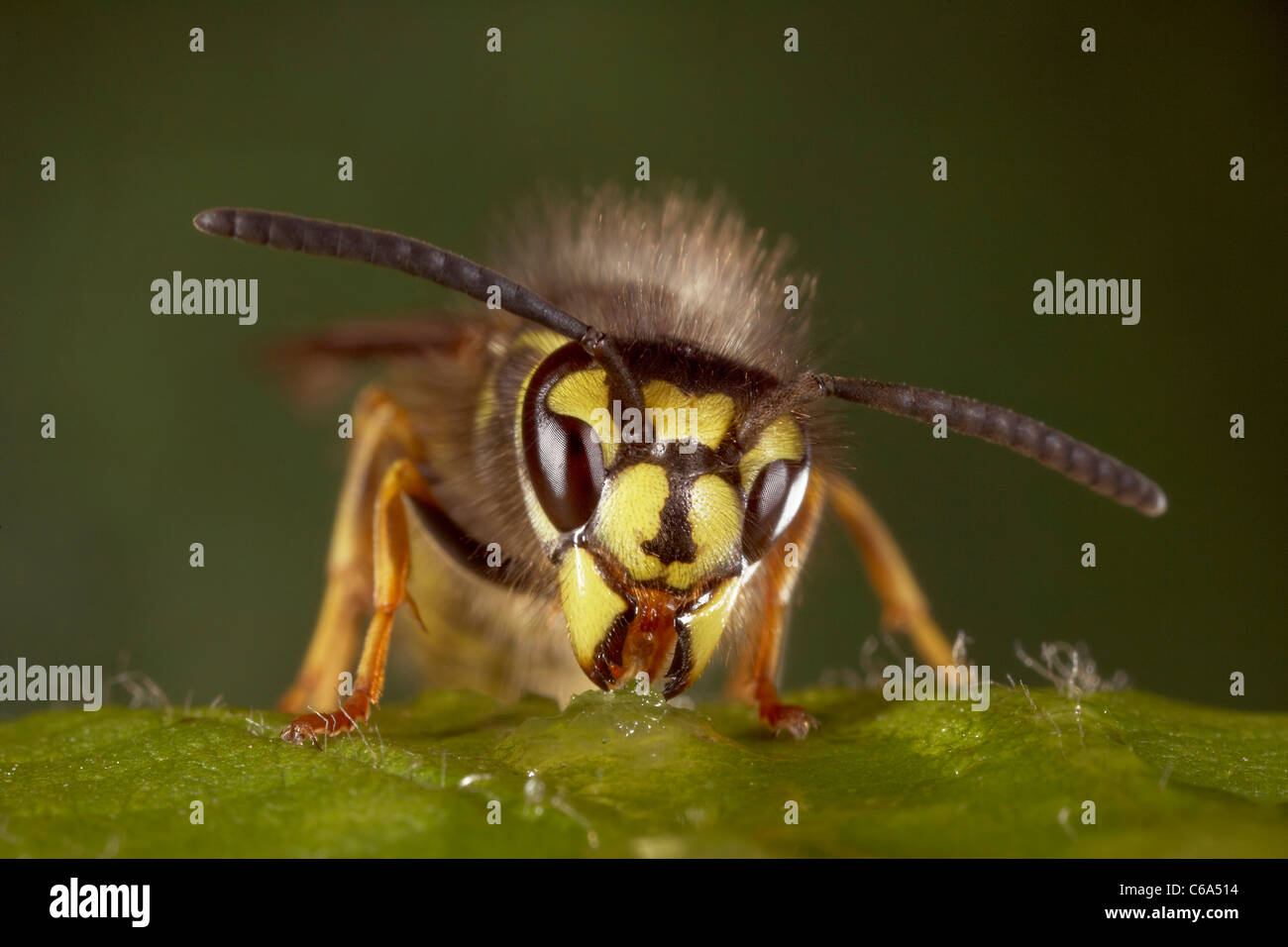 Common Wasp, Vespula vulgaris Stock Photo - Alamy