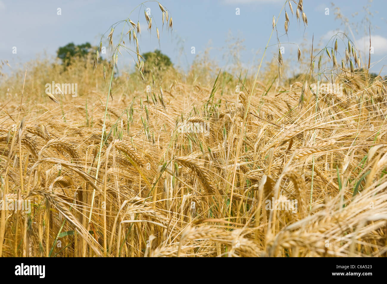 Oats Growing Uk High Resolution Stock Photography and Images - Alamy