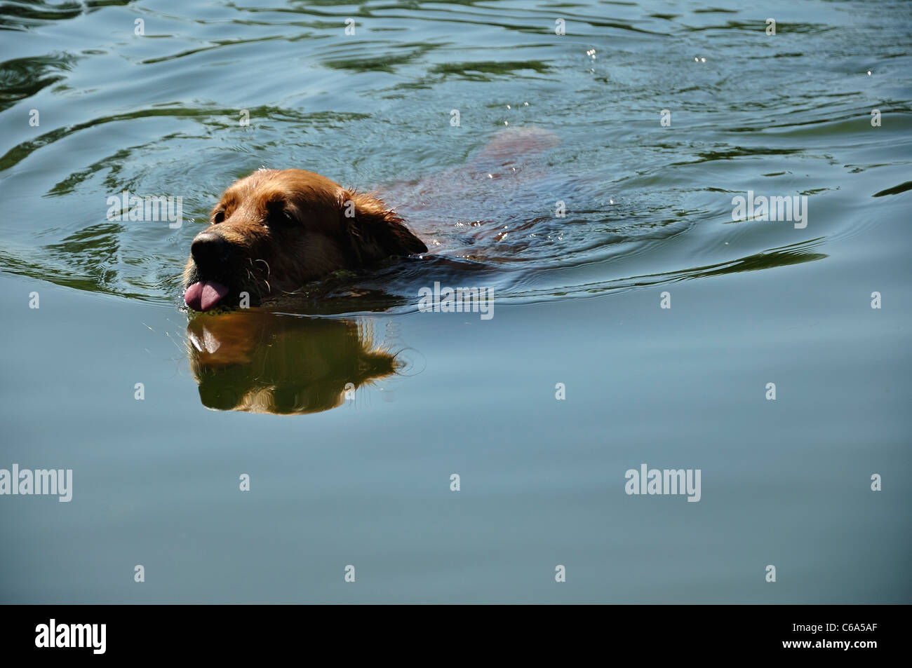 Lab labrador mutt breed hi-res stock photography and images - Alamy