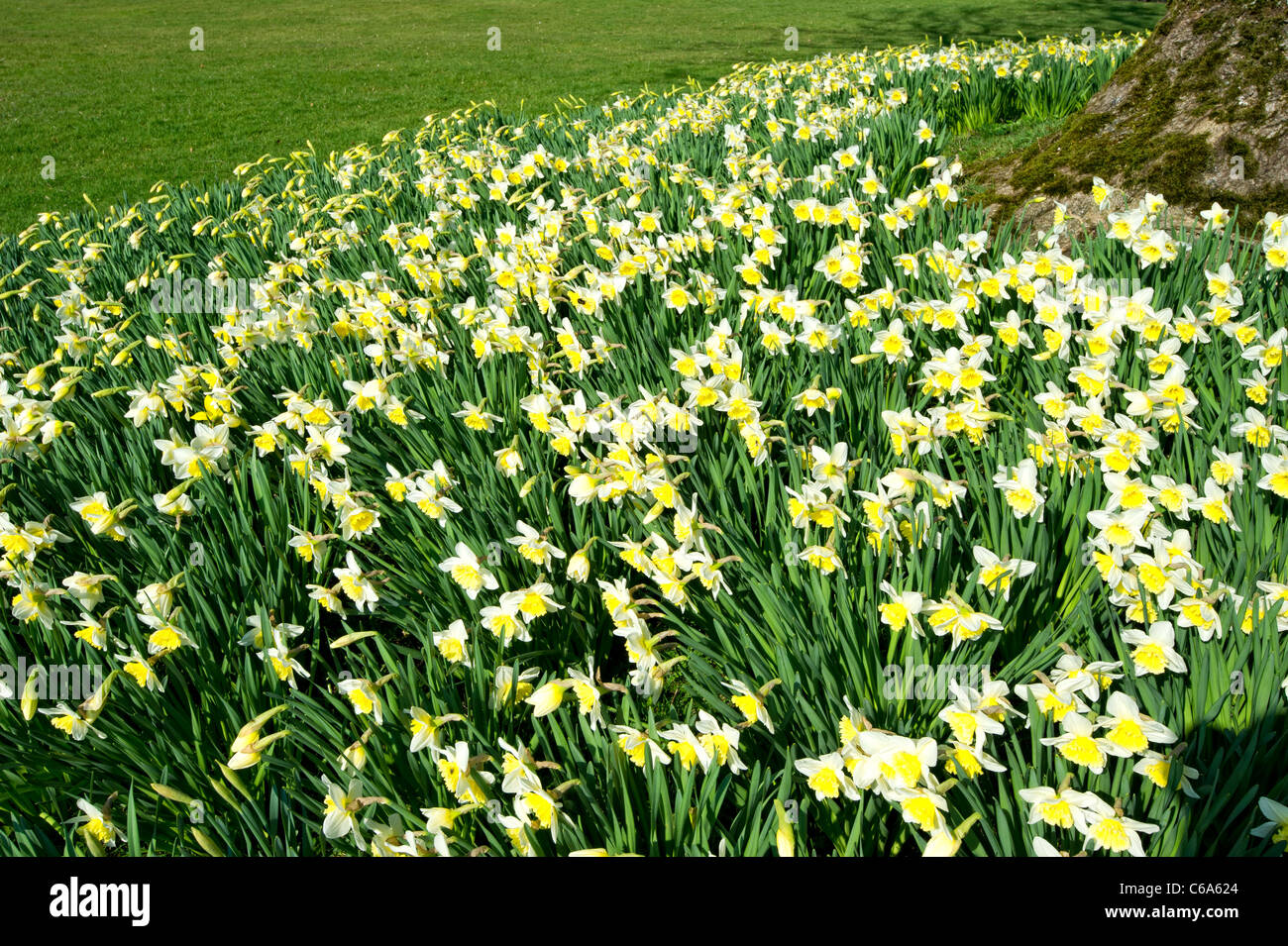 A host of golden daffodils Stock Photo - Alamy