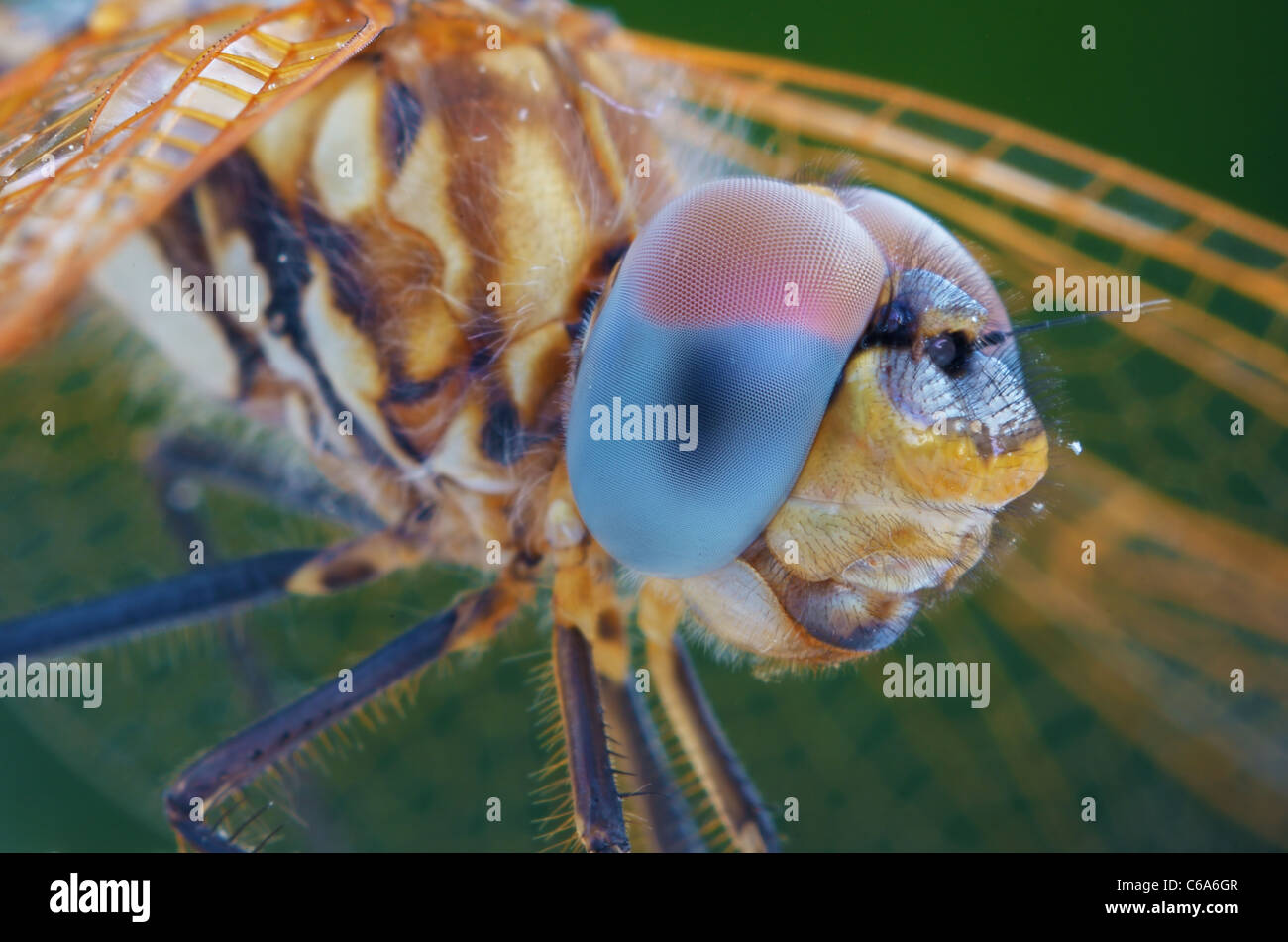 Dragonfly insects hi-res stock photography and images - Alamy