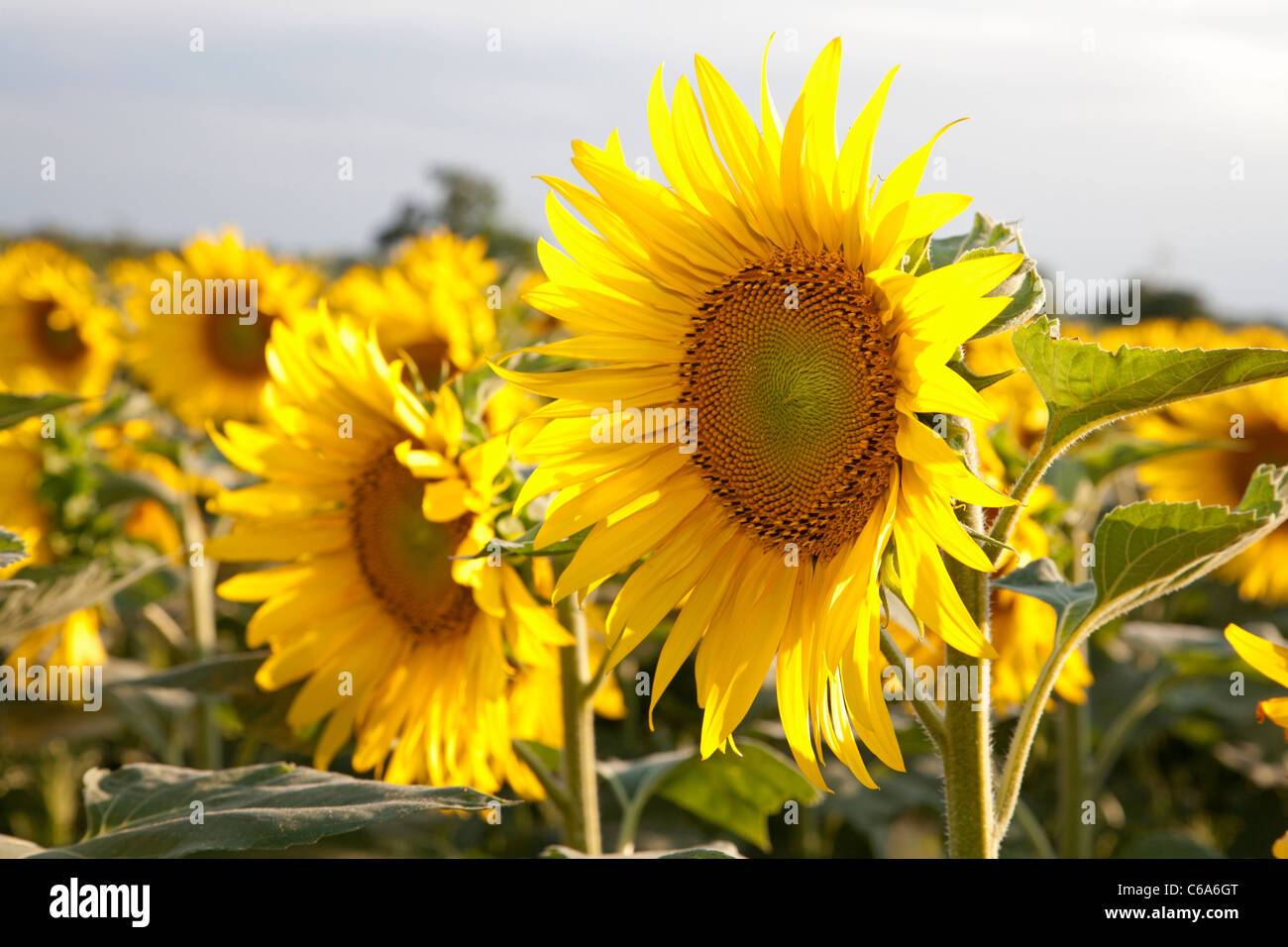 Field and flower hi-res stock photography and images - Alamy