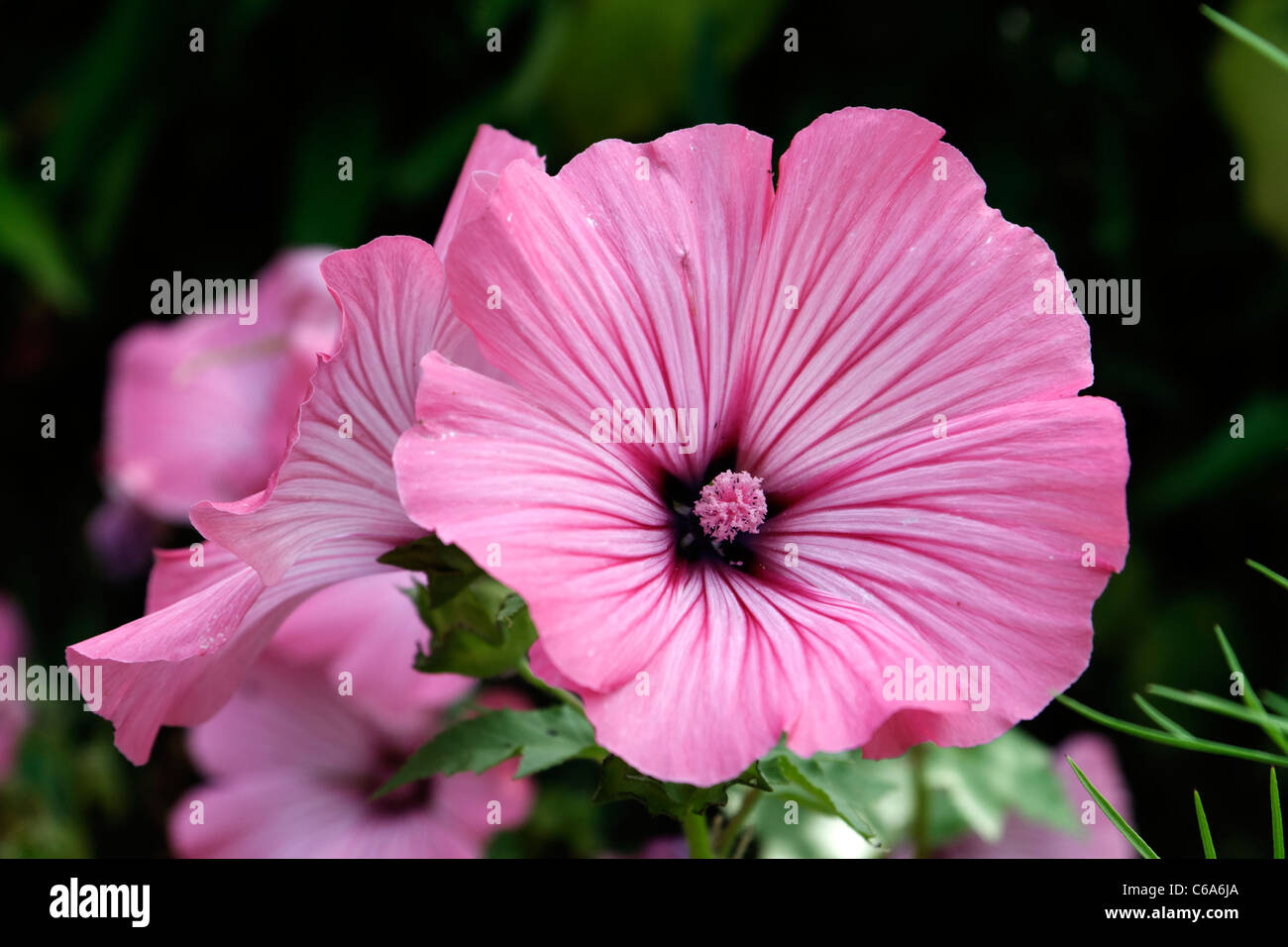 Flowering Rose Mallow Silver Cup (Lavatera trimestris), annual Stock ...