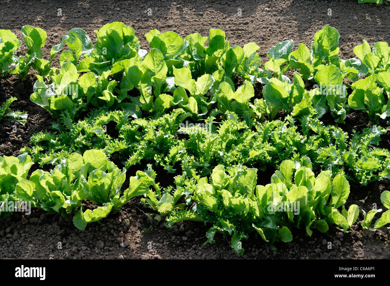 Endive escarole and curly endive (Cichorium intybus), mixed bed ...