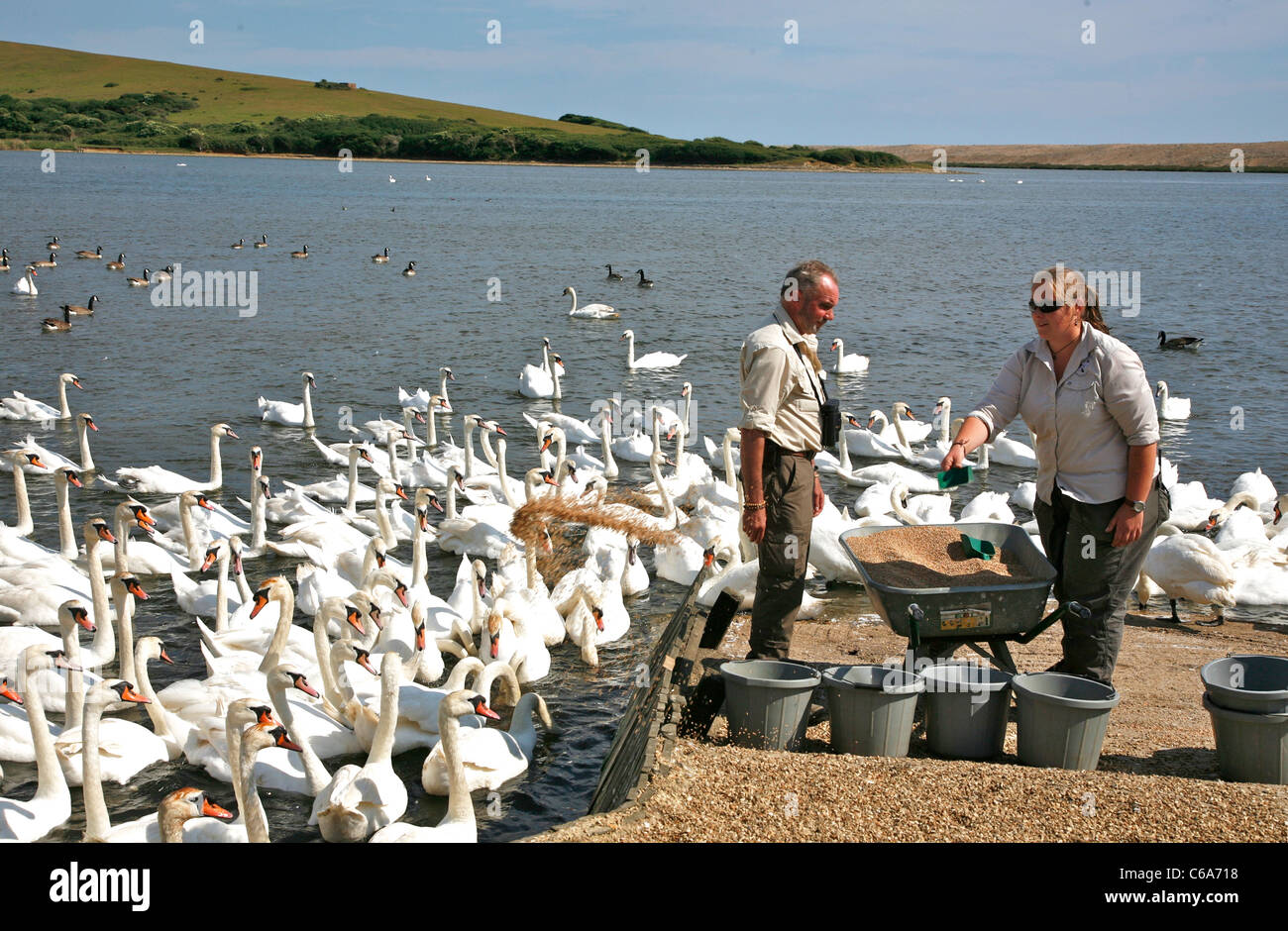 Warders feeding the swans at the Swannery, a hugely popular tourist ...