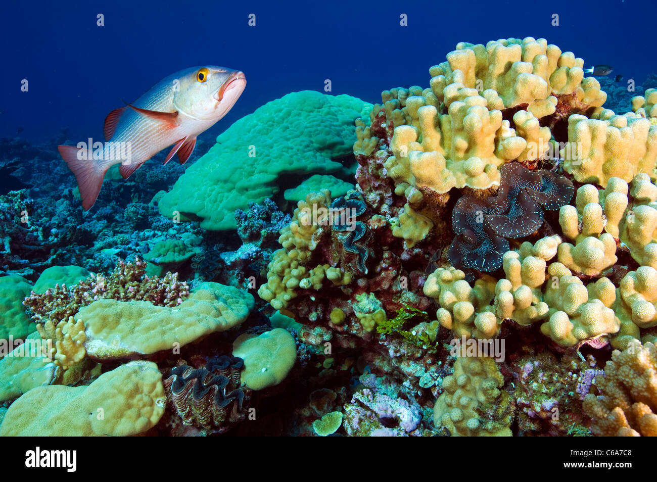 Kingman reef hi-res stock photography and images - Alamy