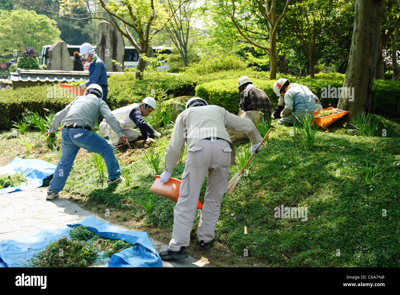 Japanese work team: gardeners at work in Japan. Group of people working ...