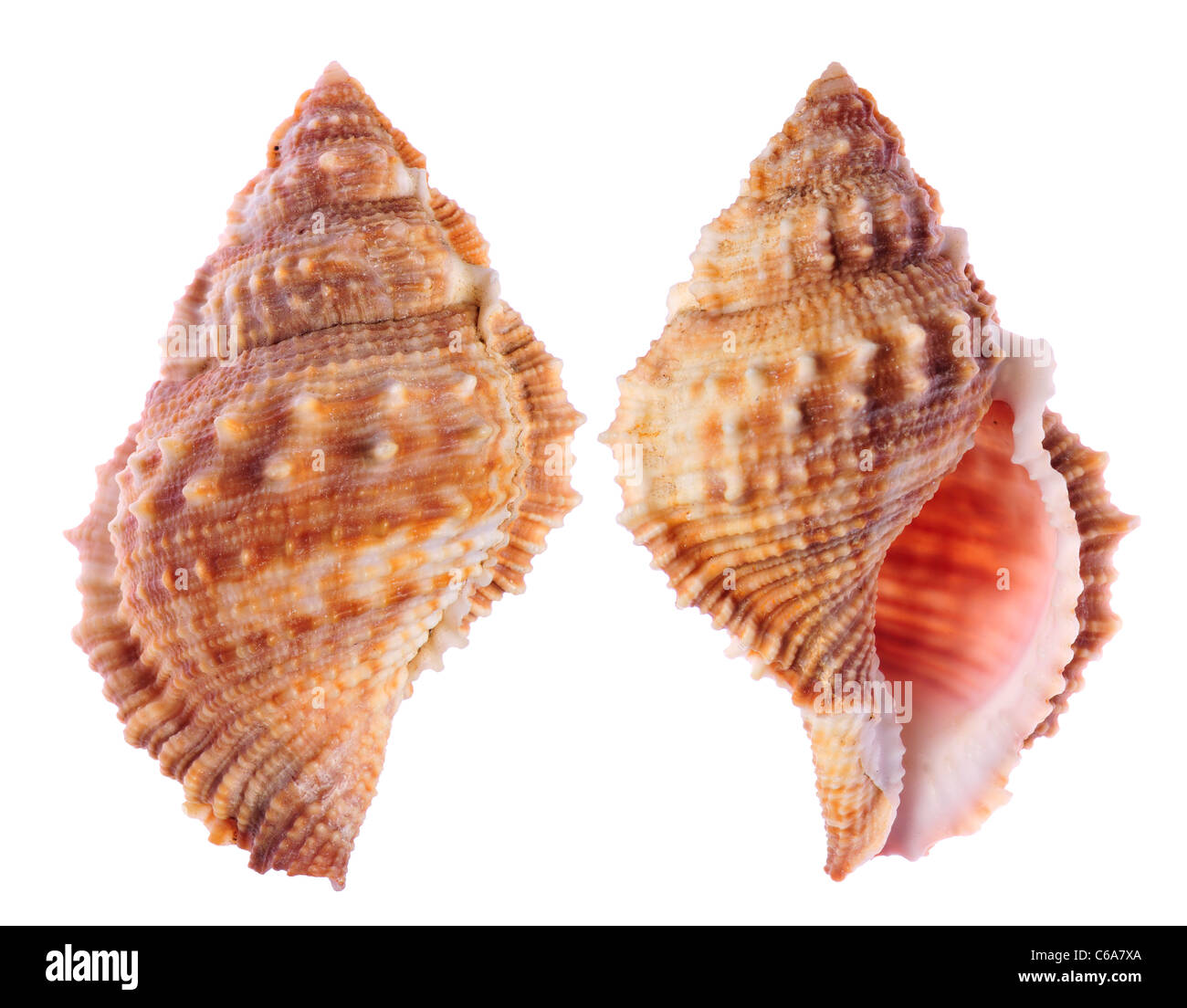 Shell structure Cut Out Stock Images & Pictures - Alamy