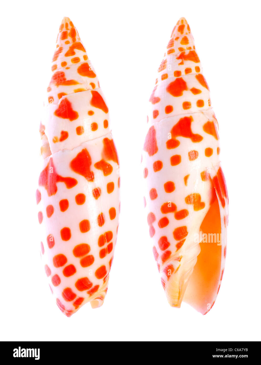 Mitre shell Cut Out Stock Images & Pictures - Alamy