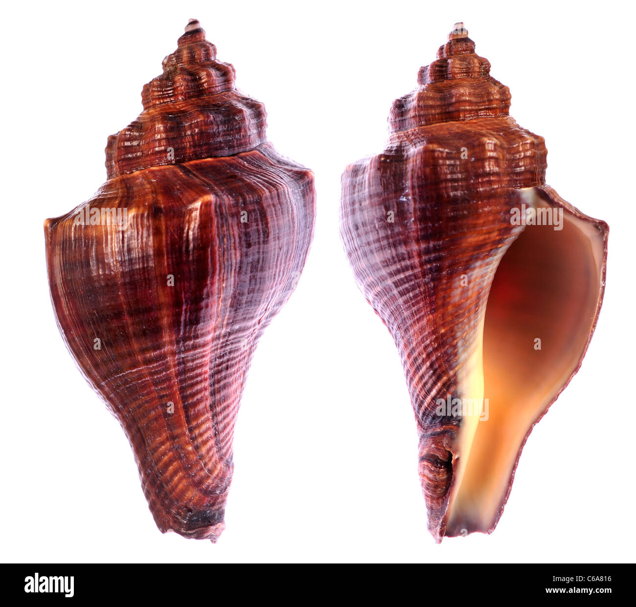 Spiral melongena / Winding Stair Shell / Melon Conch (Pugilina ...