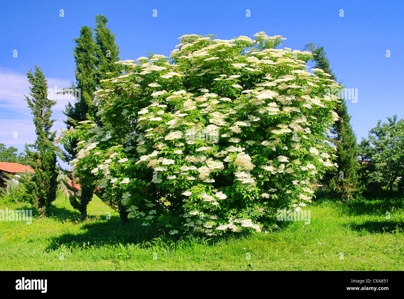 Holunder Blüte - elder flower 35 Stock Photo - Alamy