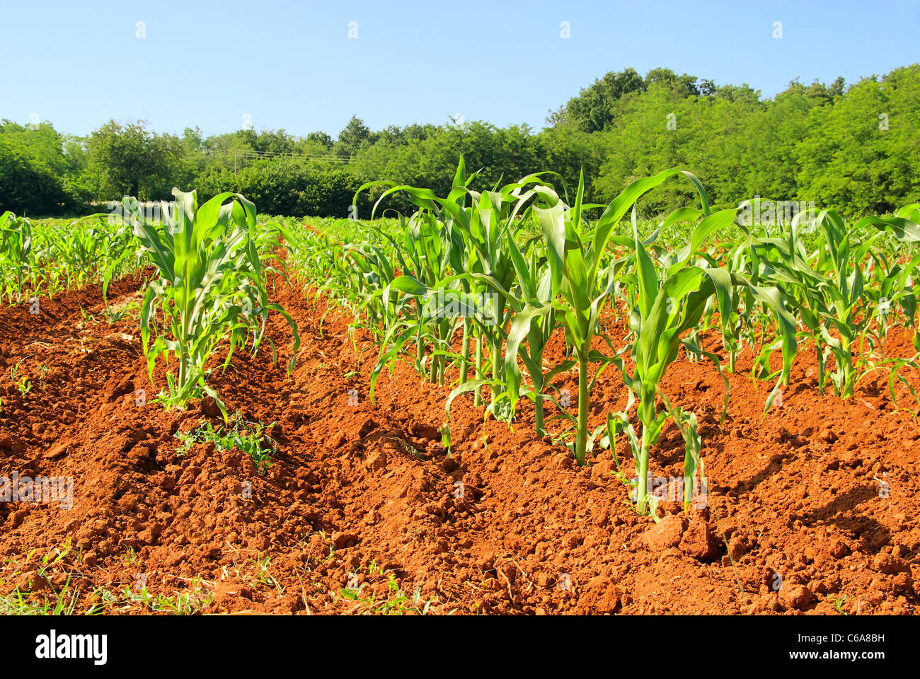 Maisfeld hi-res stock photography and images - Alamy