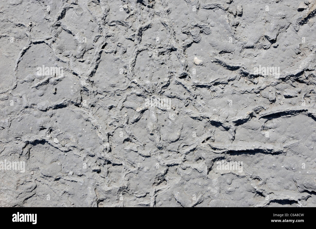 Fossilized rocks hi-res stock photography and images - Alamy