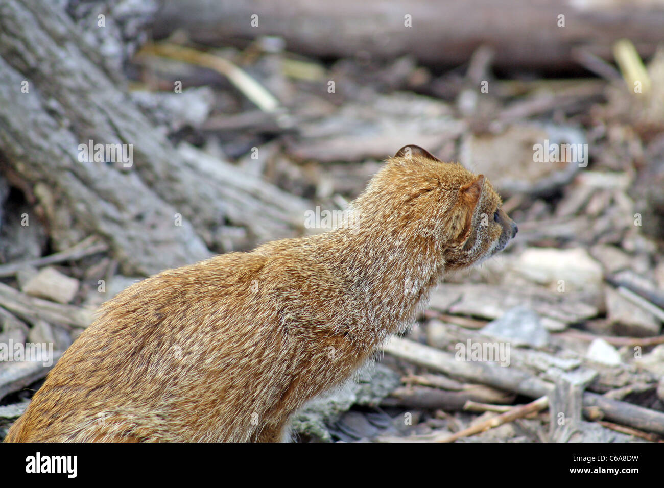 a stunning mongoose Stock Photo - Alamy