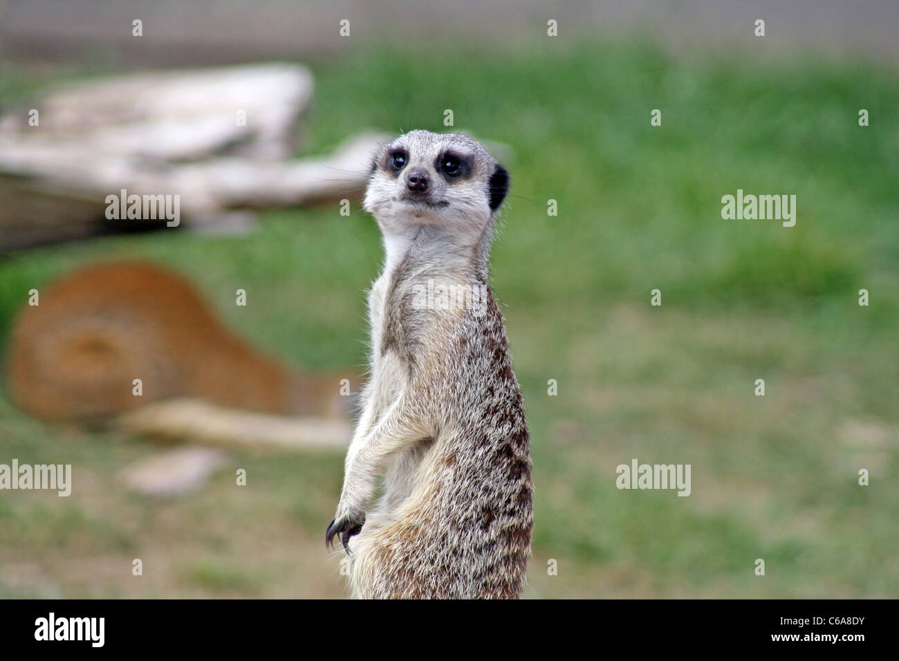 a stunning meerkat looking alert Stock Photo - Alamy