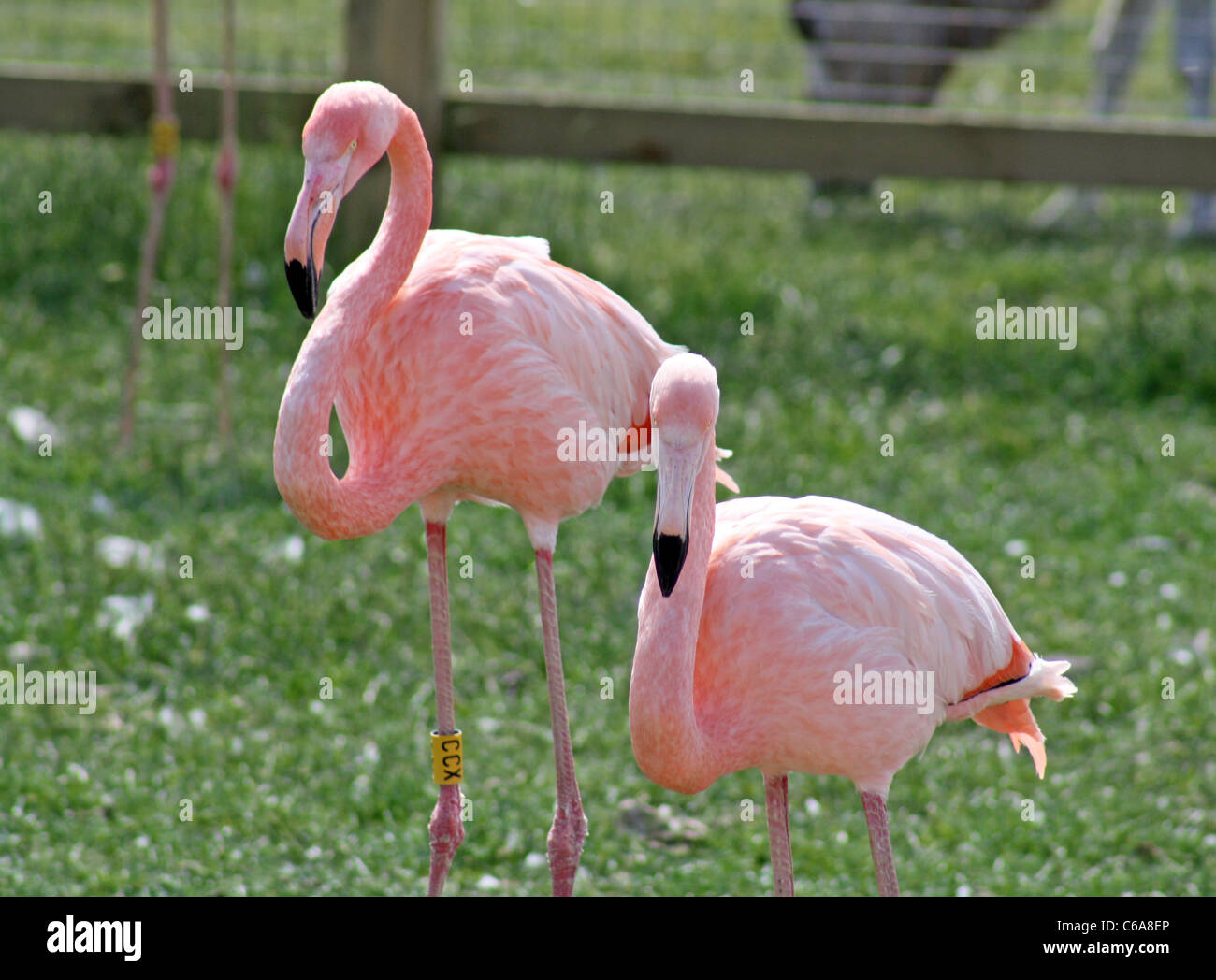 Pink birds beak hi-res stock photography and images - Alamy