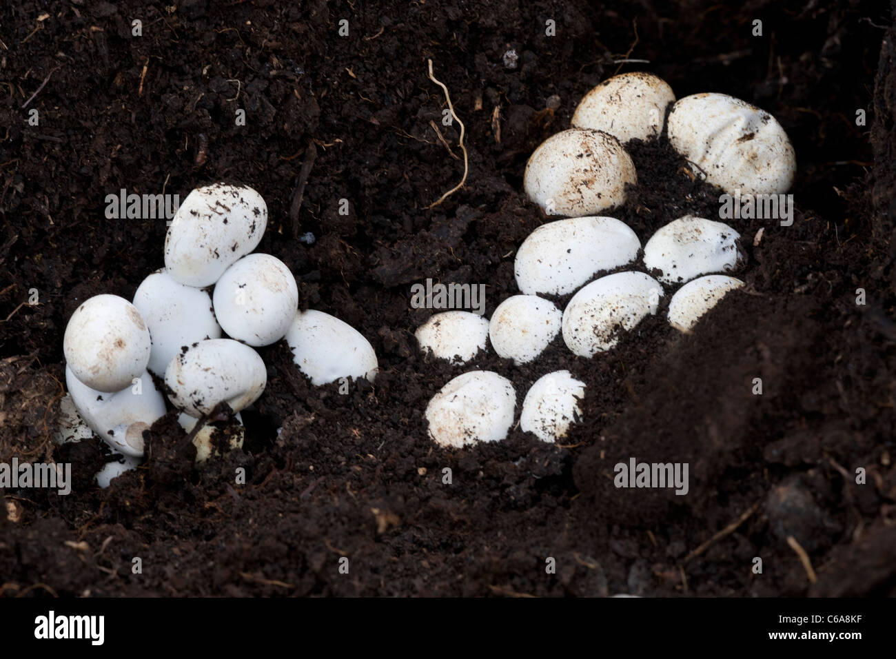 Grass snake eggs hi-res stock photography and images - Alamy