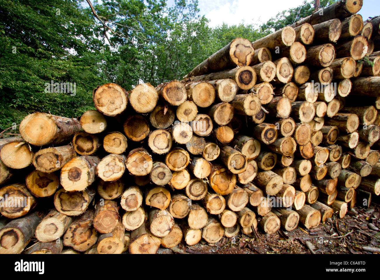 Felled timber at Goginan, mid Wales Stock Photo - Alamy