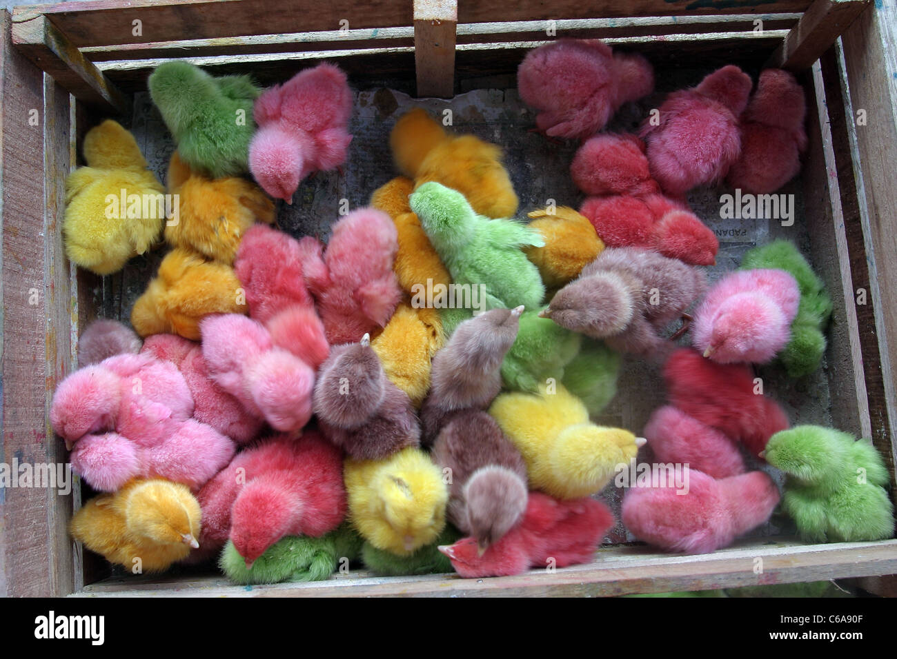 Multi colored chicks for sale at Padang market. Padang, Sumatra ...
