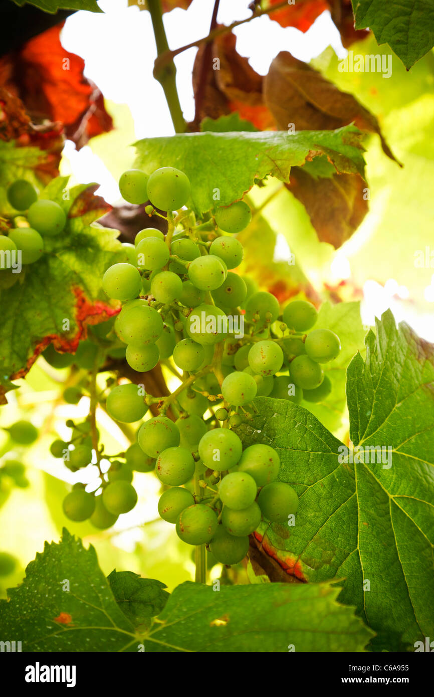 Bunch of grapes grape hi-res stock photography and images - Alamy