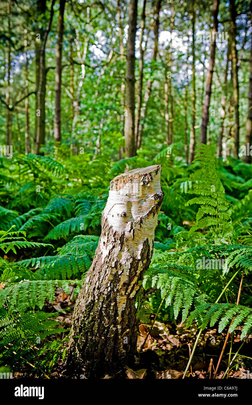Sawn down tree stump in the middle of a wood and surrounded by ferns ...