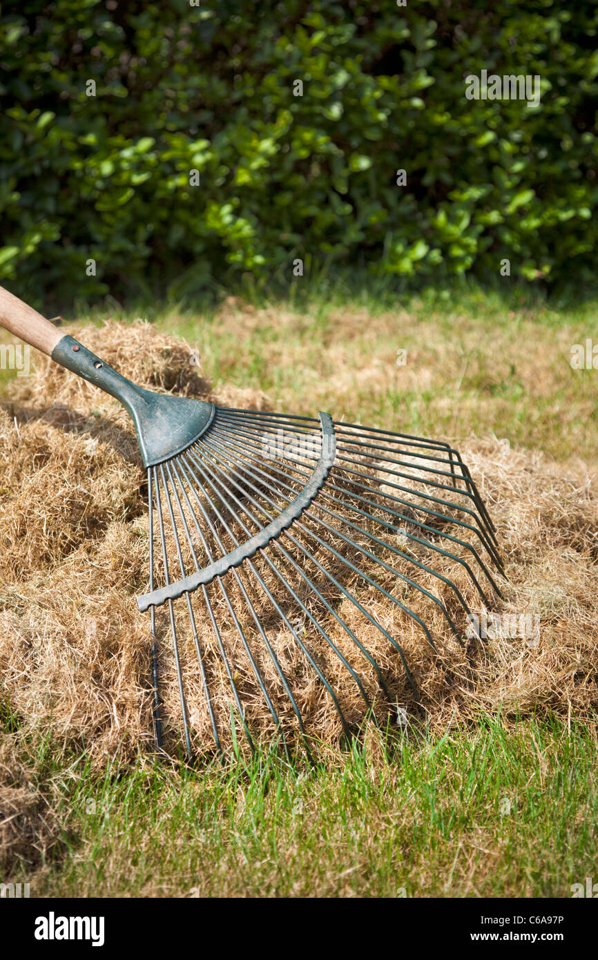 Gardening using a rake to tidy grass cuttings Stock Photo - Alamy
