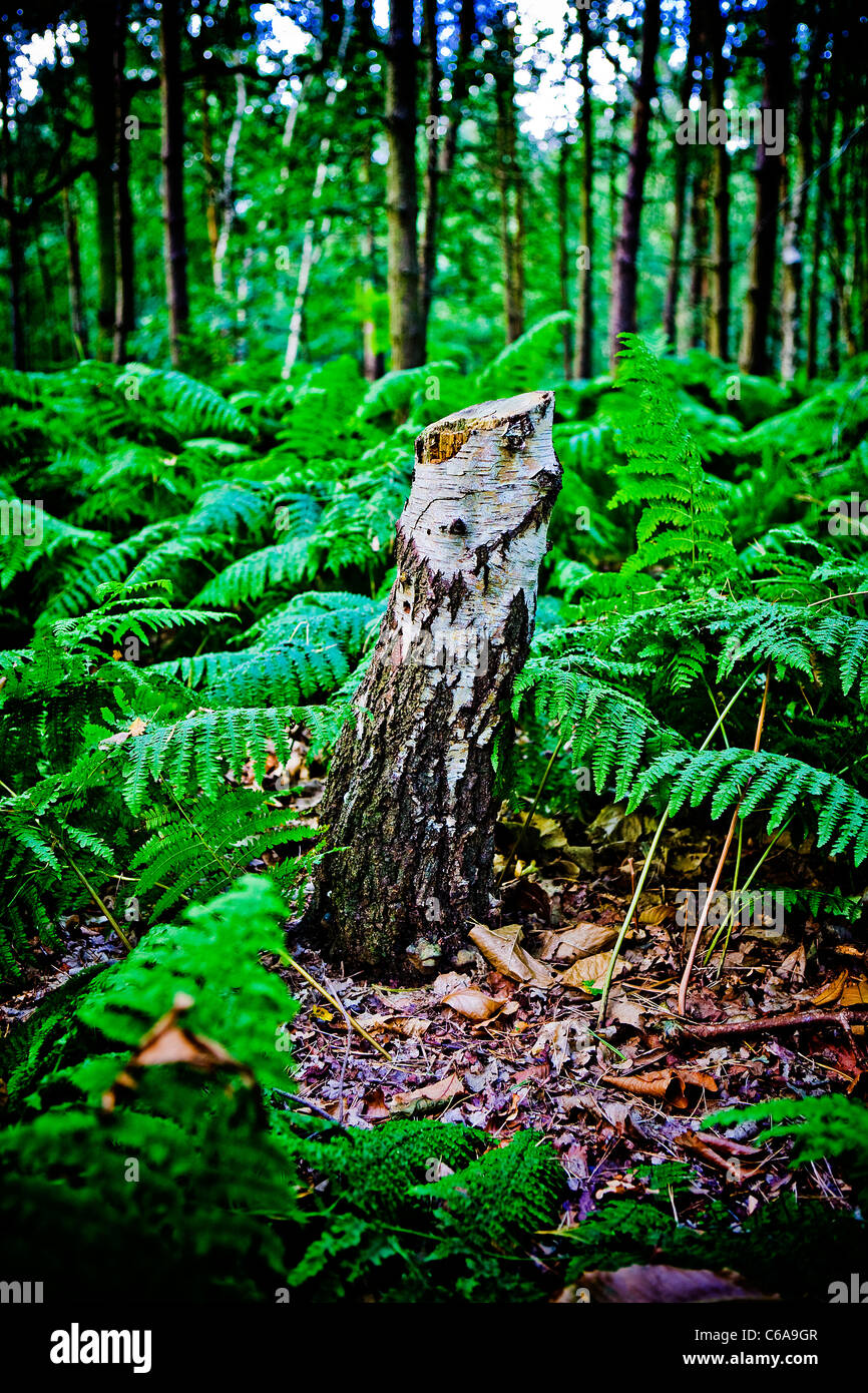 Sawn down tree stump in the middle of a wood and surrounded by ferns ...