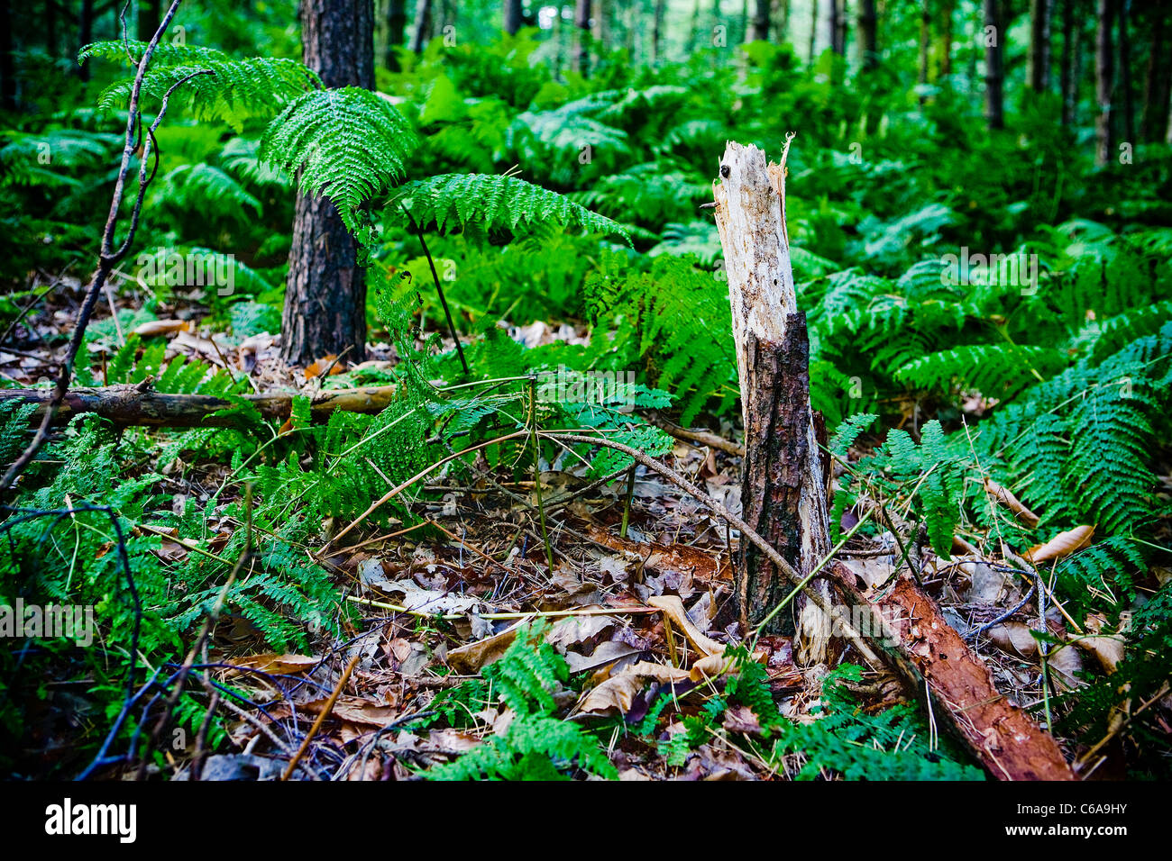 Backdrop of splintered wood hi-res stock photography and images - Alamy