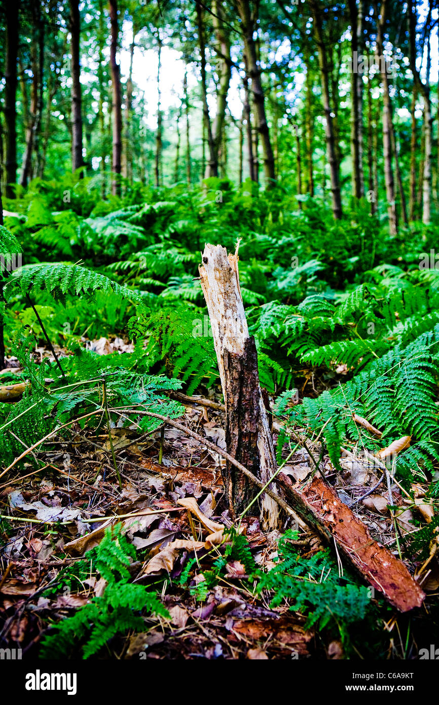 Backdrop of splintered wood hi-res stock photography and images - Alamy