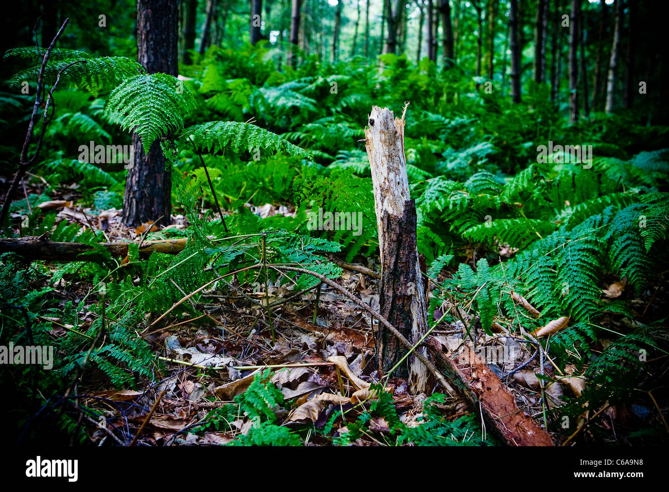 Splintered tree trunk in a forest of ferns Stock Photo - Alamy