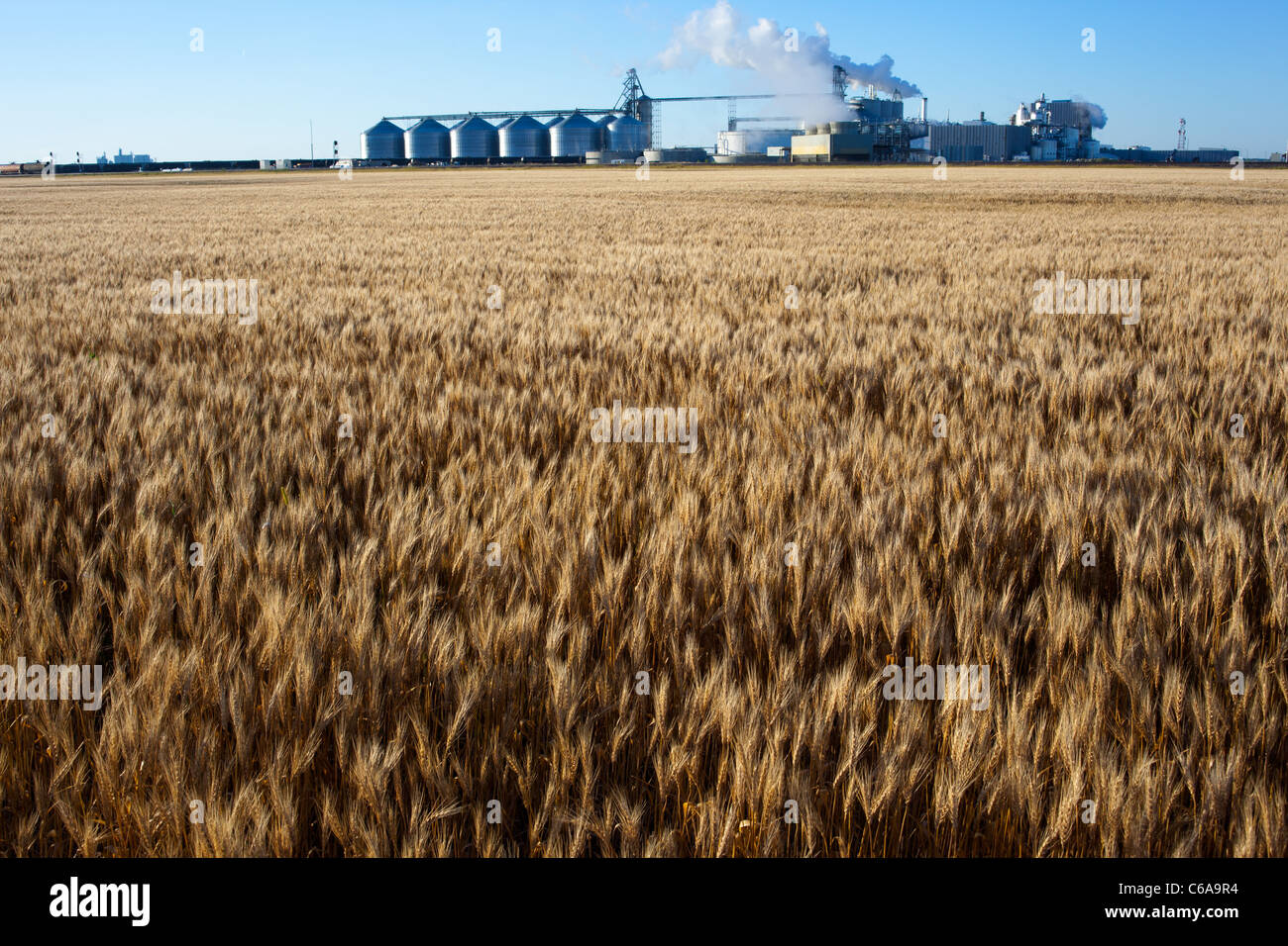 Wheat near working industrial factory Stock Photo - Alamy