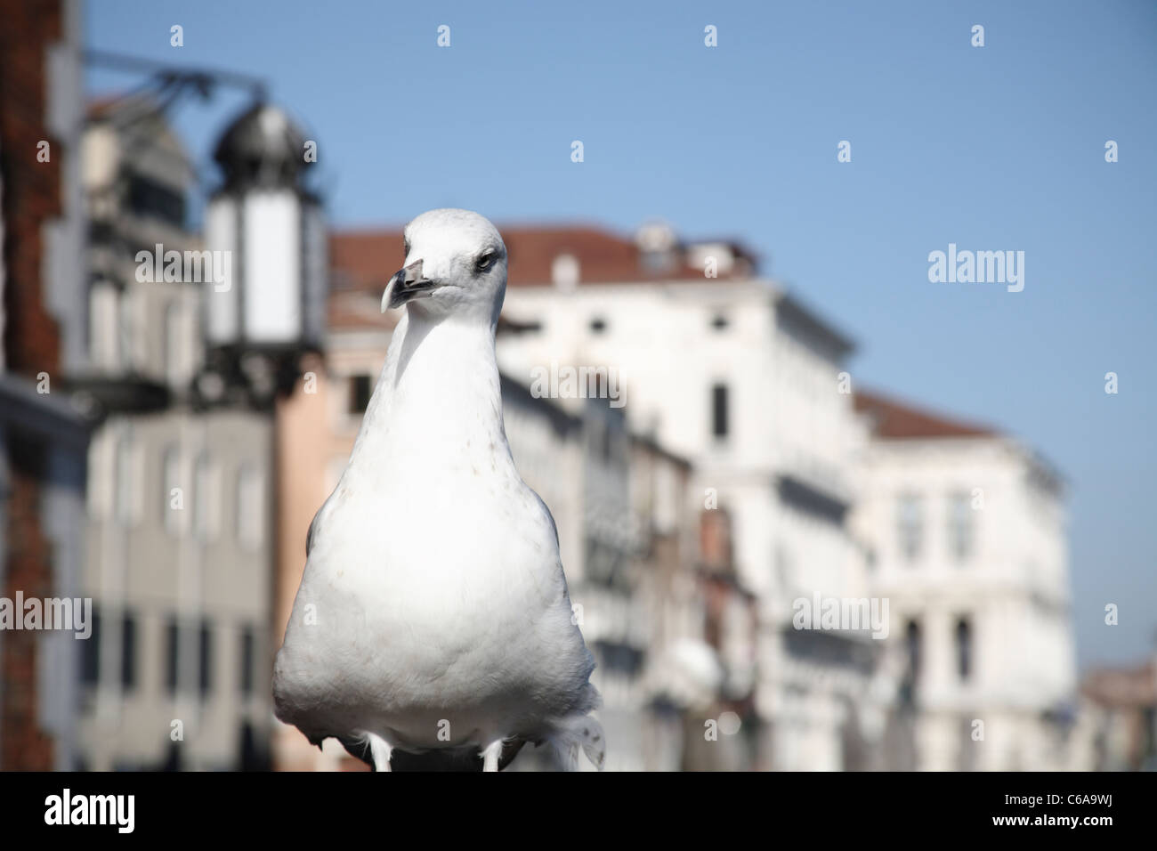 Seagull venice hi-res stock photography and images - Alamy