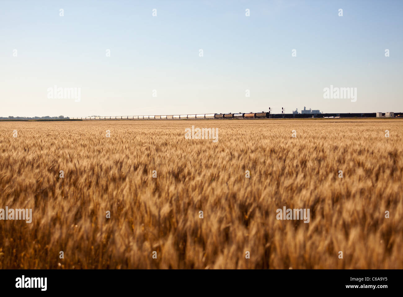 Barley / Wheat Crop Stock Photo - Alamy
