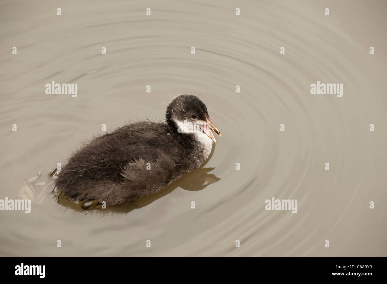 Juvenile Coot, Fulica atra, at Slimbridge WWT in Gloucestershire Stock ...