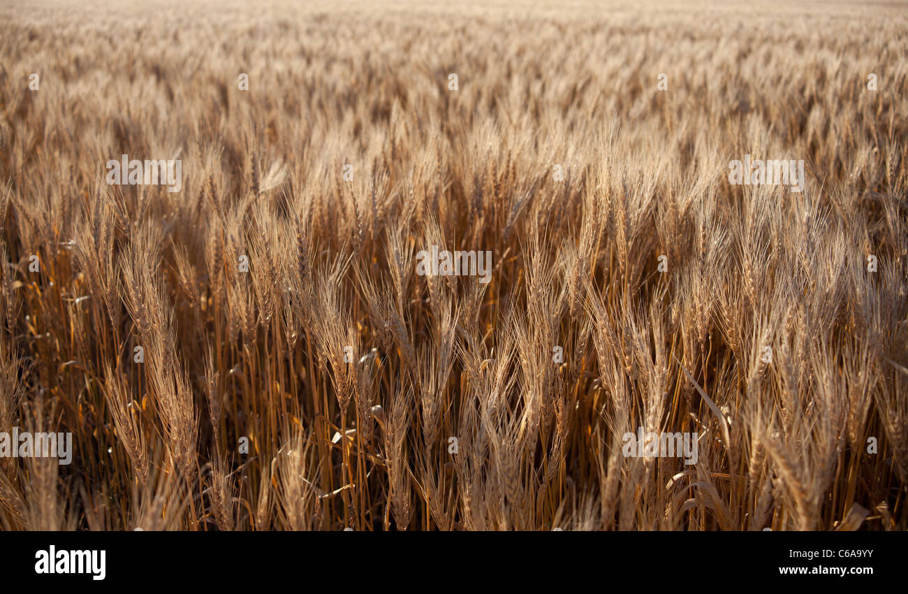 Barley / Wheat Crop Stock Photo - Alamy